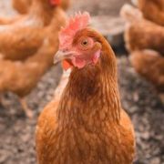 Wisdom's Naturally Raised Colorado Chickens and Eggs